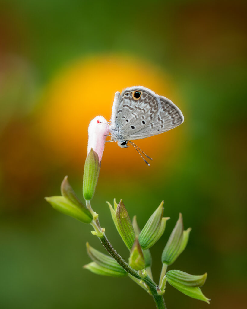 Ceraunus Blue Butterfly – FotoOwl