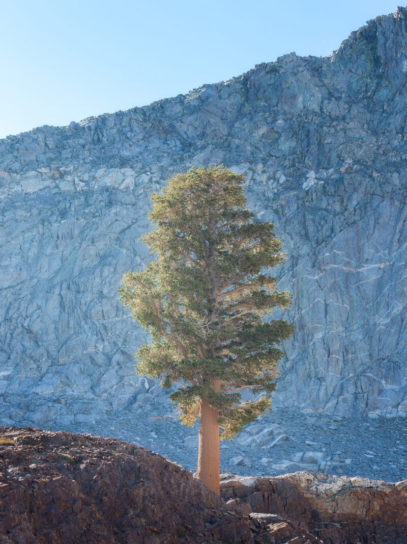 Alpine Tree – FotoOwl