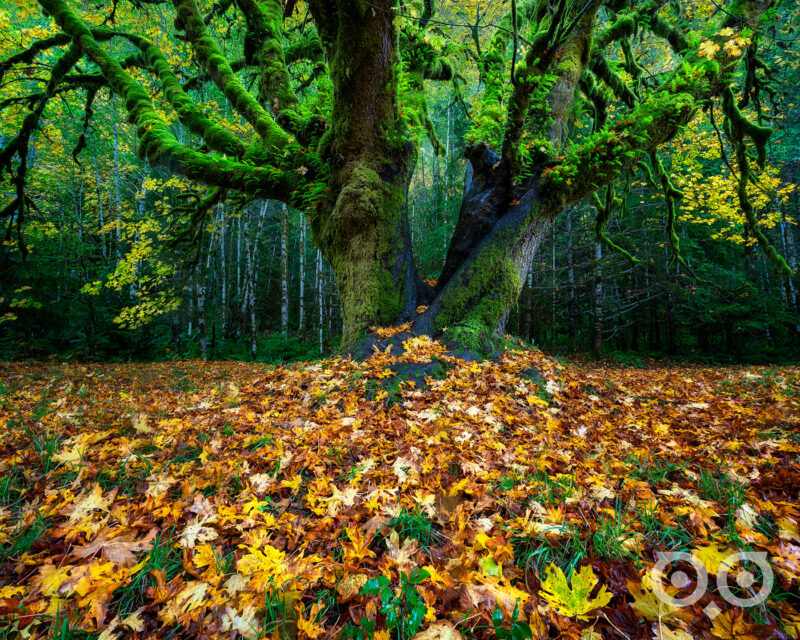 Pacific Northwest – FotoOwl